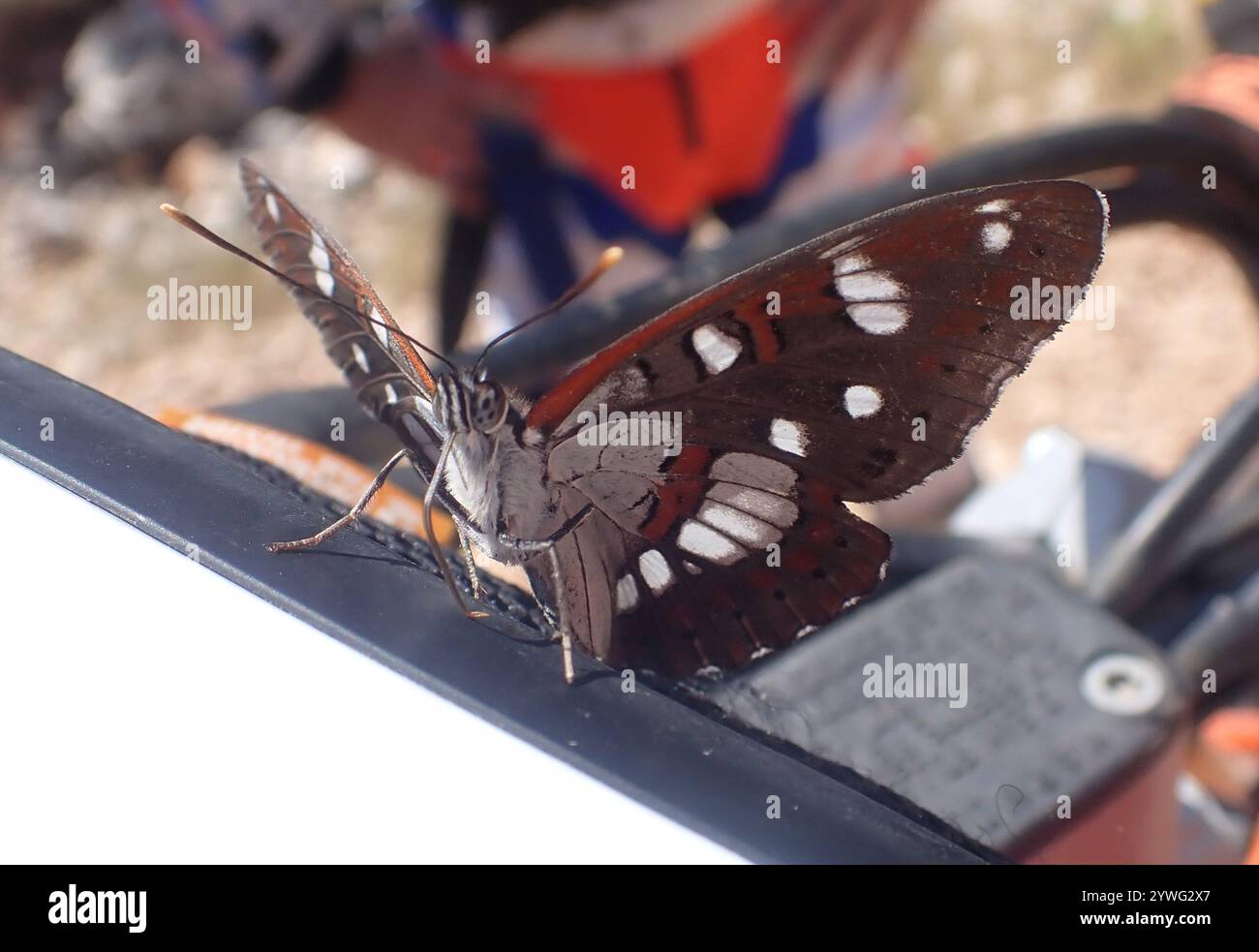 Southern White Admiral (Limenitis reducta Stock Photo - Alamy