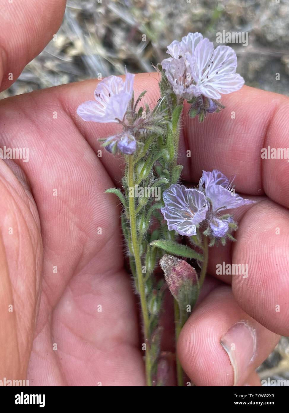 Transverse Range Phacelia (Phacelia exilis Stock Photo - Alamy