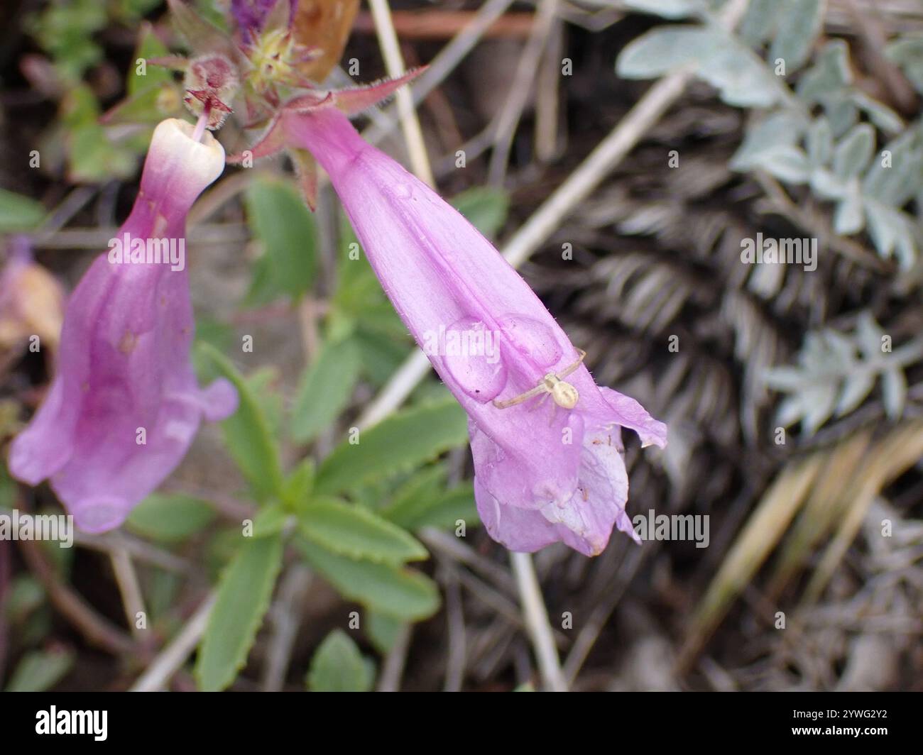 Bush Penstemon (Penstemon fruticosus Stock Photo - Alamy
