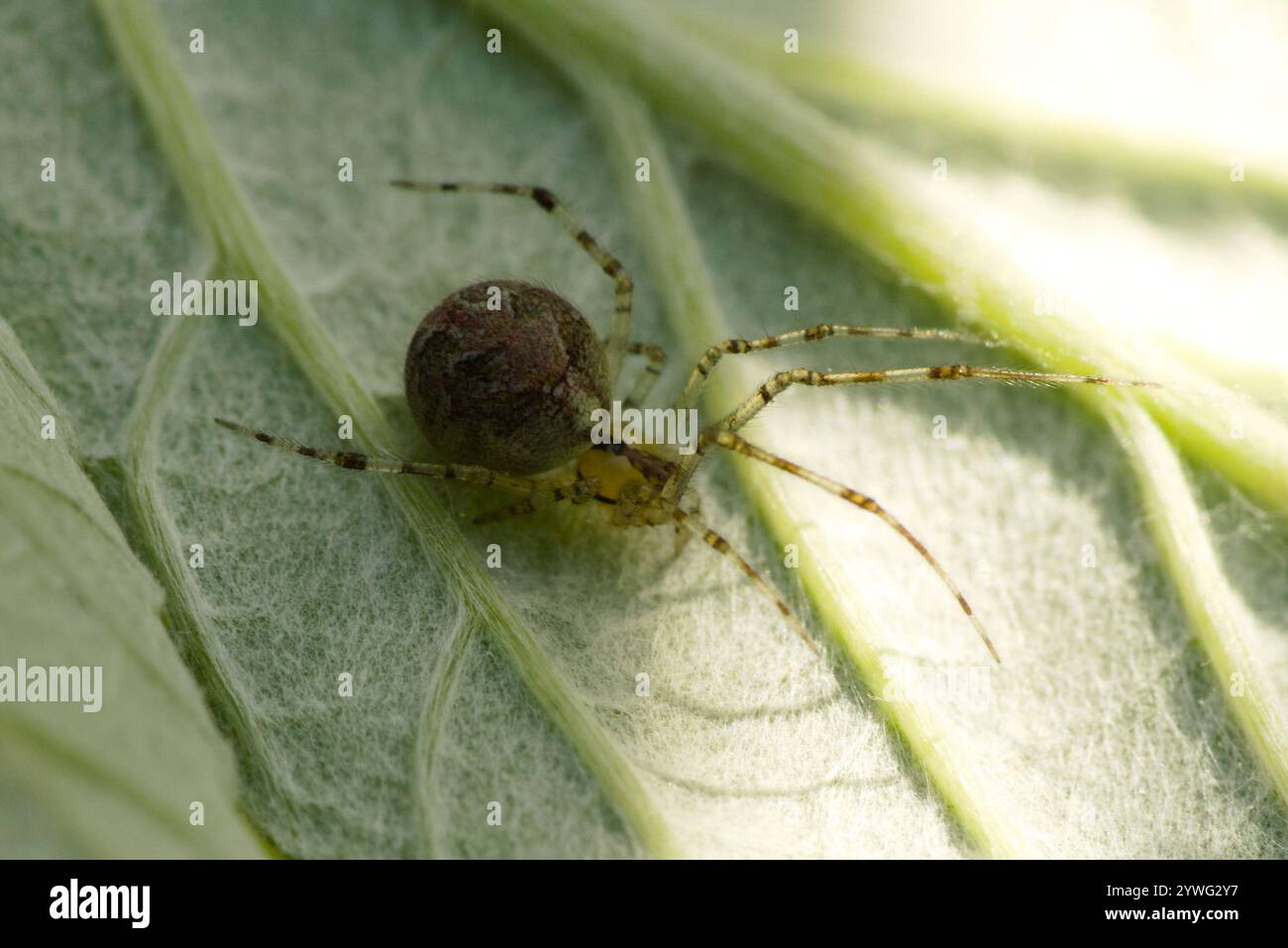 Comb-footed Spiders (Theridiidae Stock Photo - Alamy