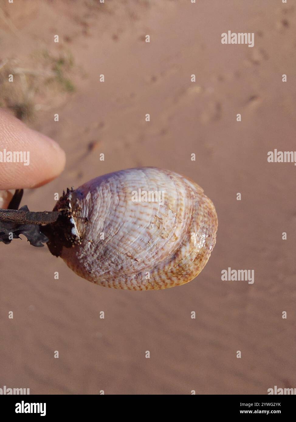 Common Atlantic Slippersnail (Crepidula fornicata Stock Photo - Alamy