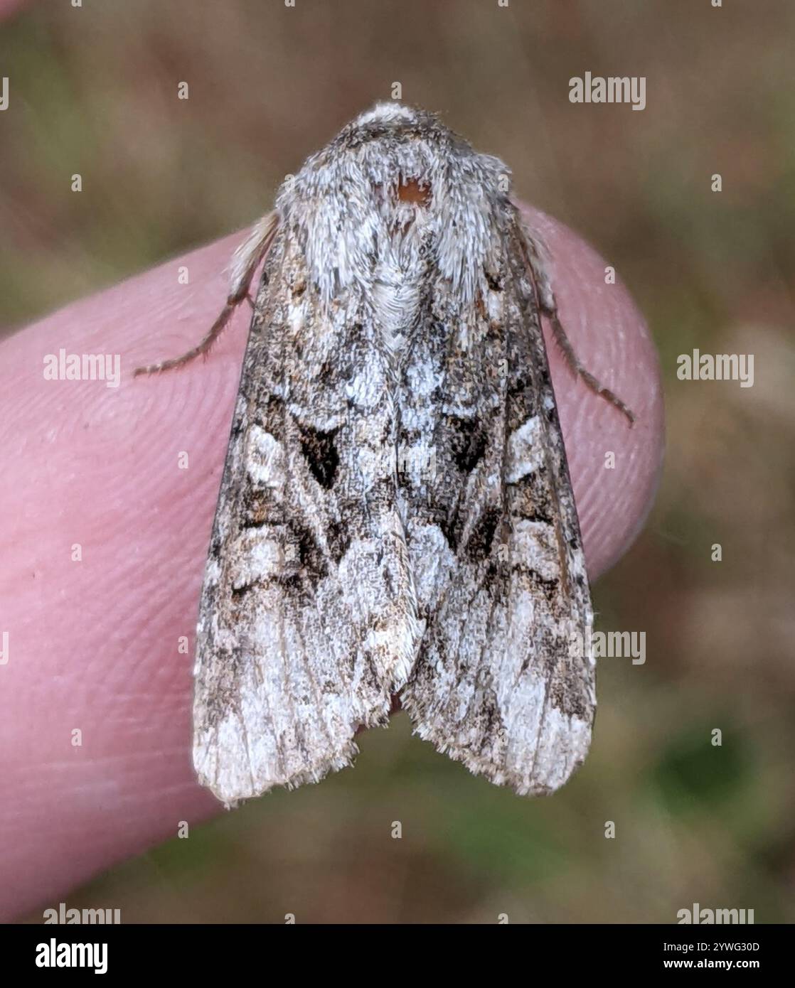 Sordens hi-res stock photography and images - Alamy