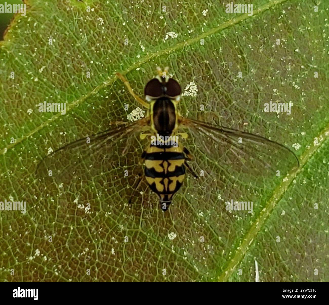 Eastern Calligrapher (Toxomerus geminatus Stock Photo - Alamy