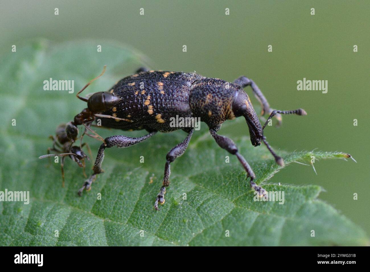 Large Pine Weevil (Hylobius abietis Stock Photo - Alamy