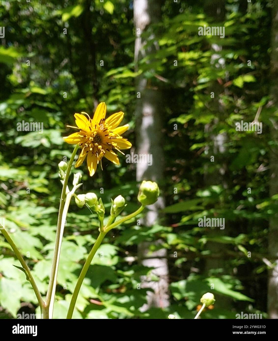 Kidney-leaf Rosinweed (Silphium compositum Stock Photo - Alamy