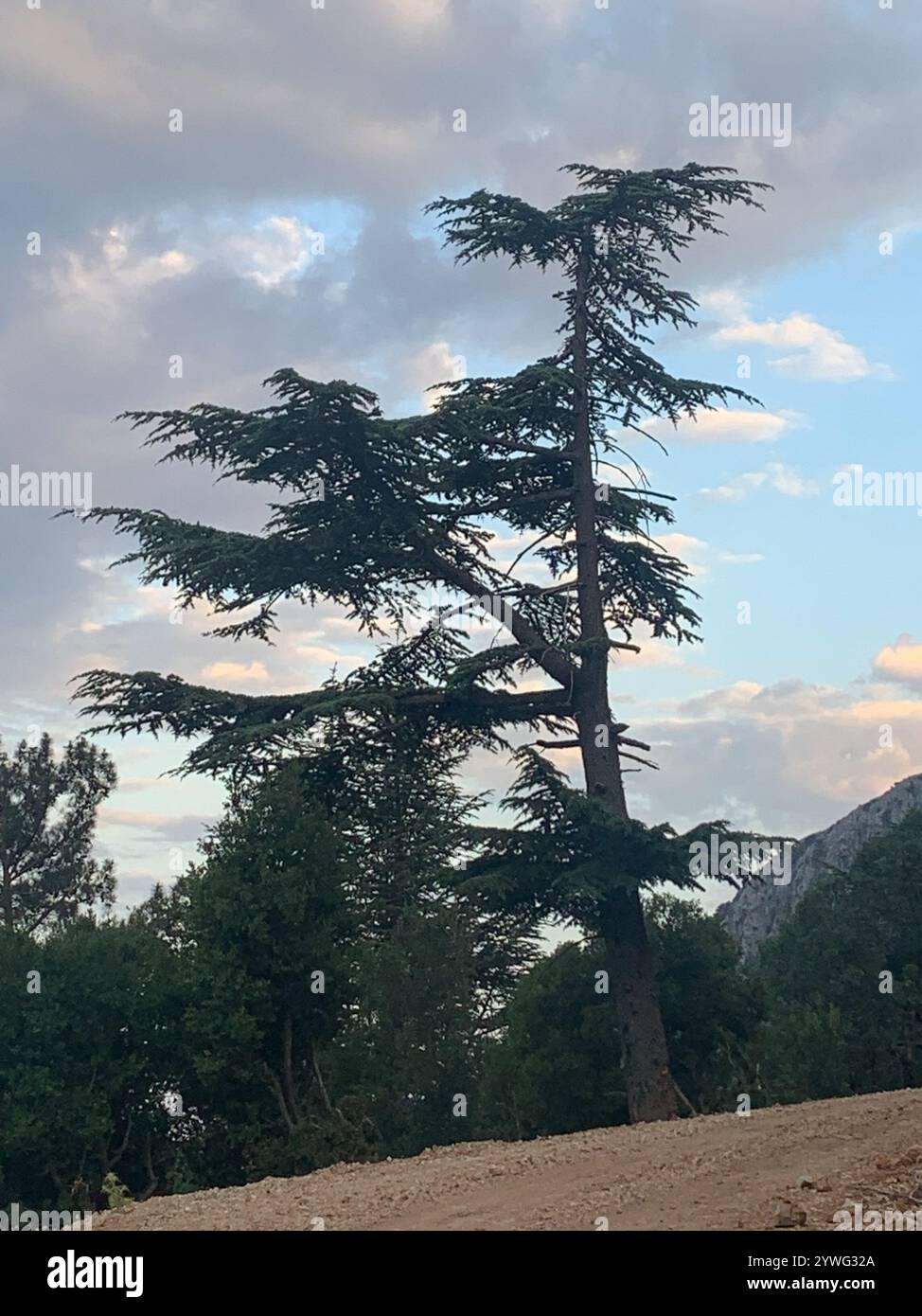 Lebanon cedar (Cedrus libani Stock Photo - Alamy