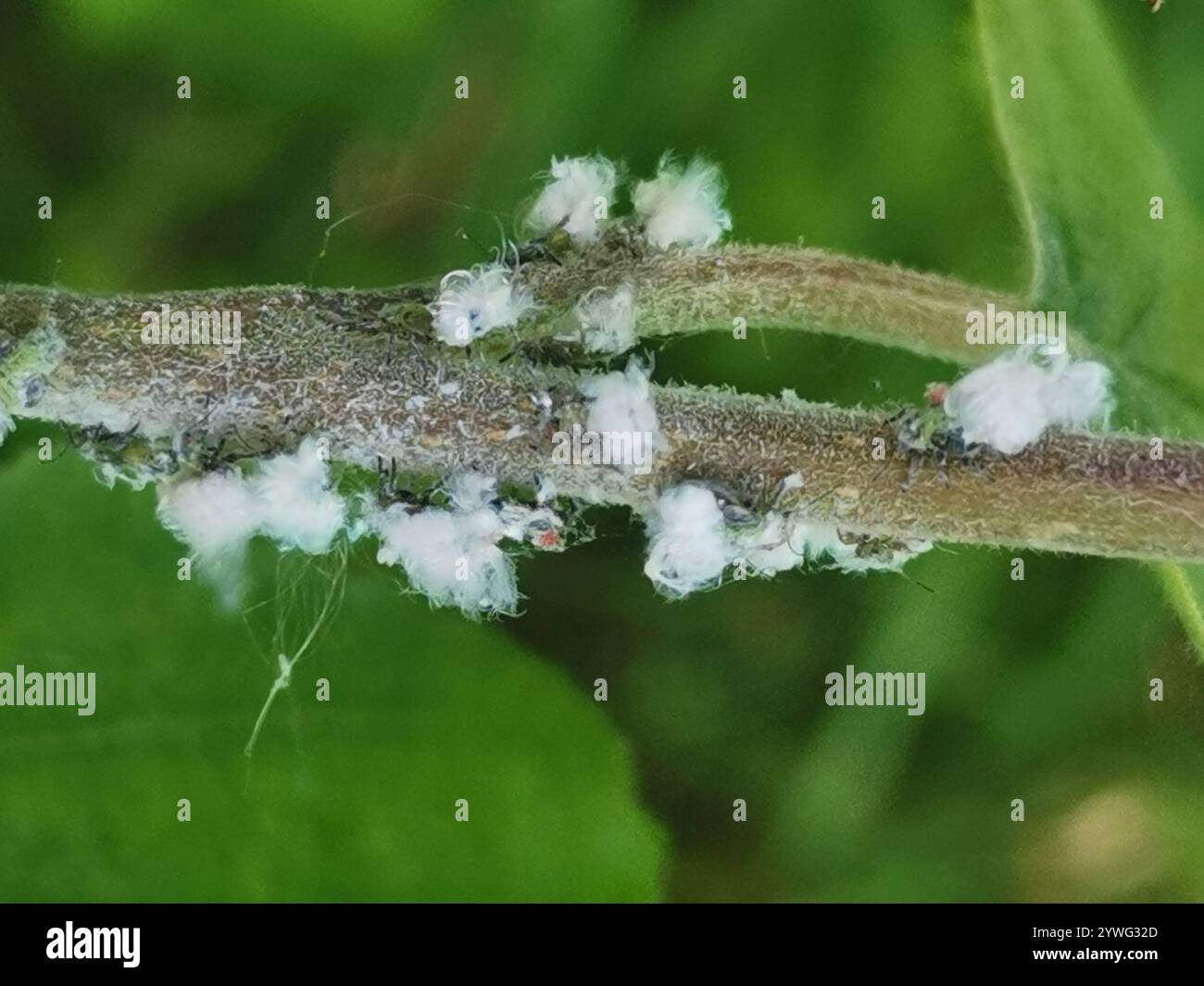 Psylloidea hi-res stock photography and images - Alamy