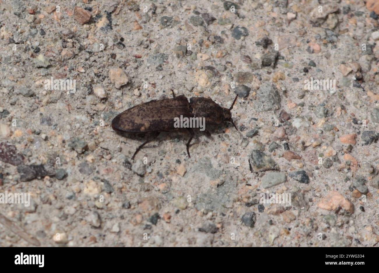 Short-horned Click Beetle (Danosoma brevicorne Stock Photo - Alamy