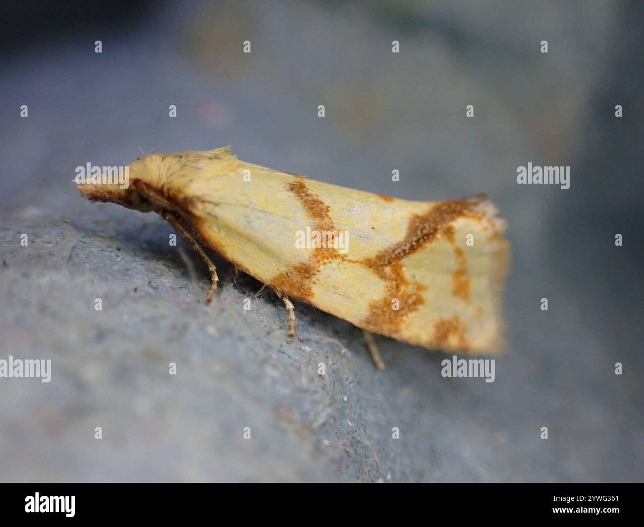 Common yellow conch hi-res stock photography and images - Alamy