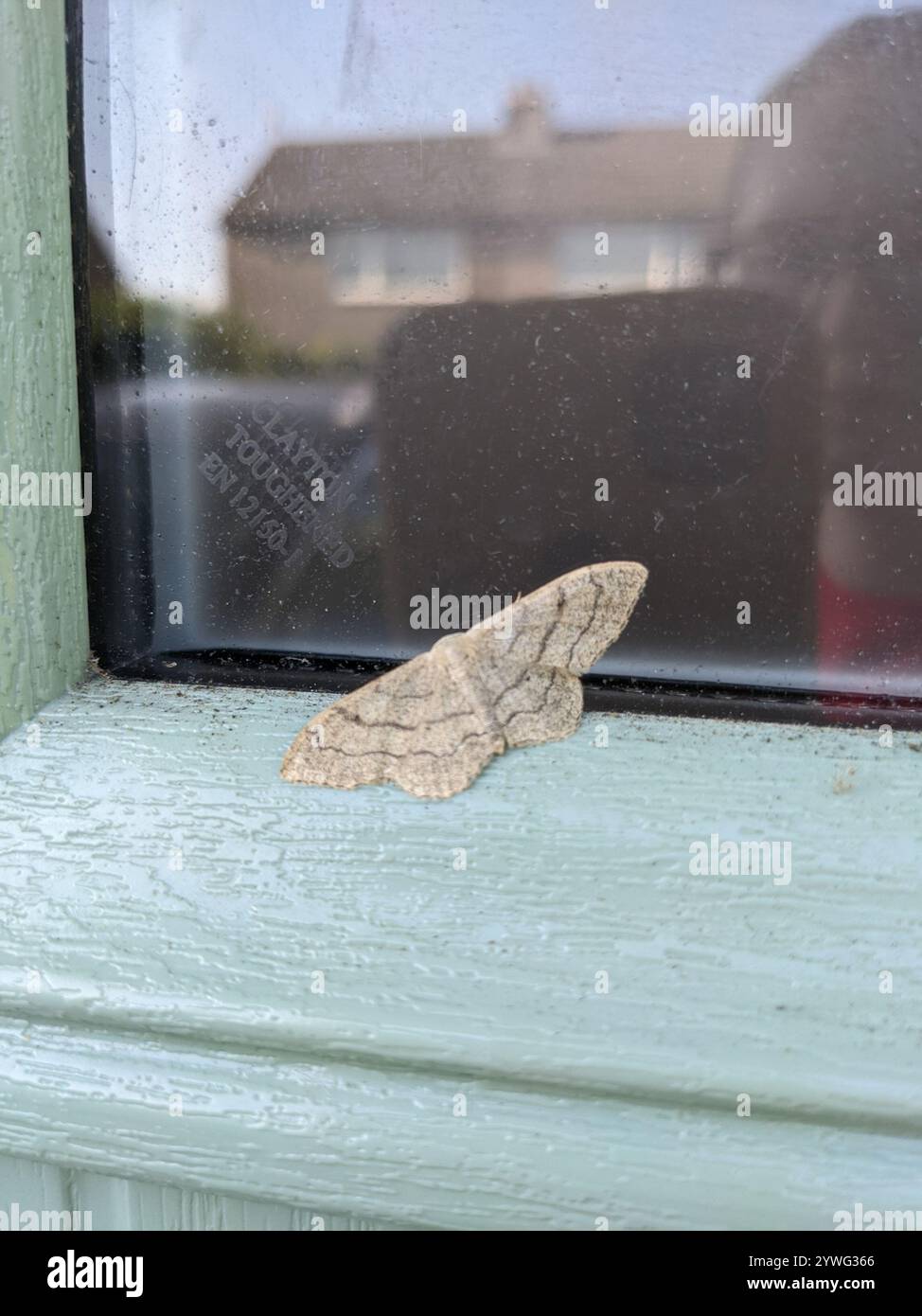 Riband Wave (Idaea aversata Stock Photo - Alamy
