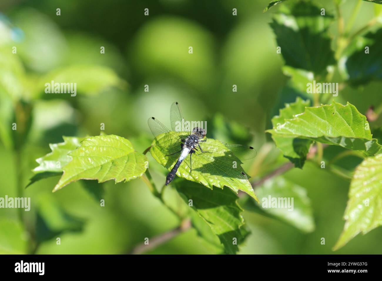 Frosted Whiteface (Leucorrhinia frigida Stock Photo - Alamy