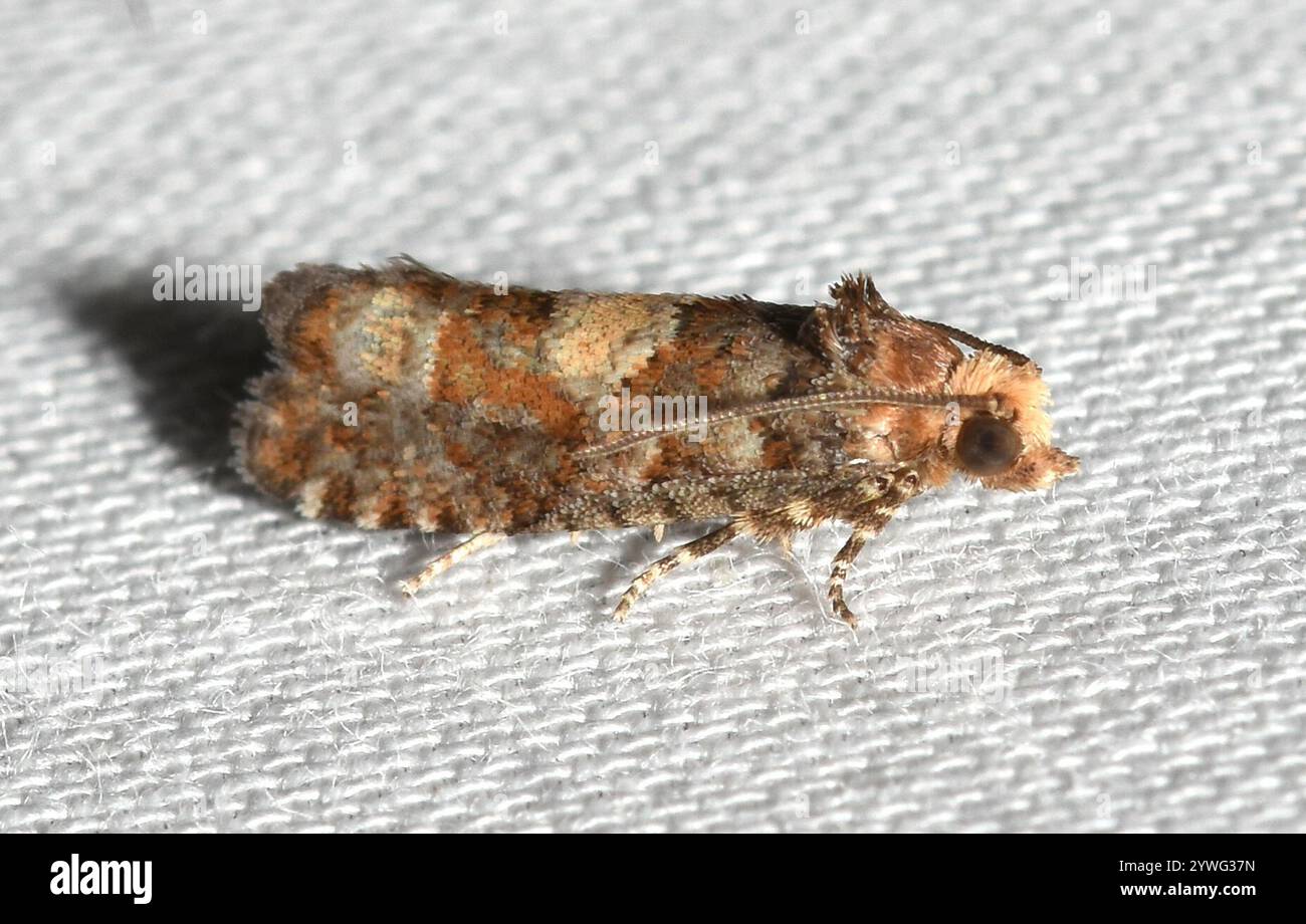 White Pine Coneborer Moth (Eucopina tocullionana Stock Photo - Alamy