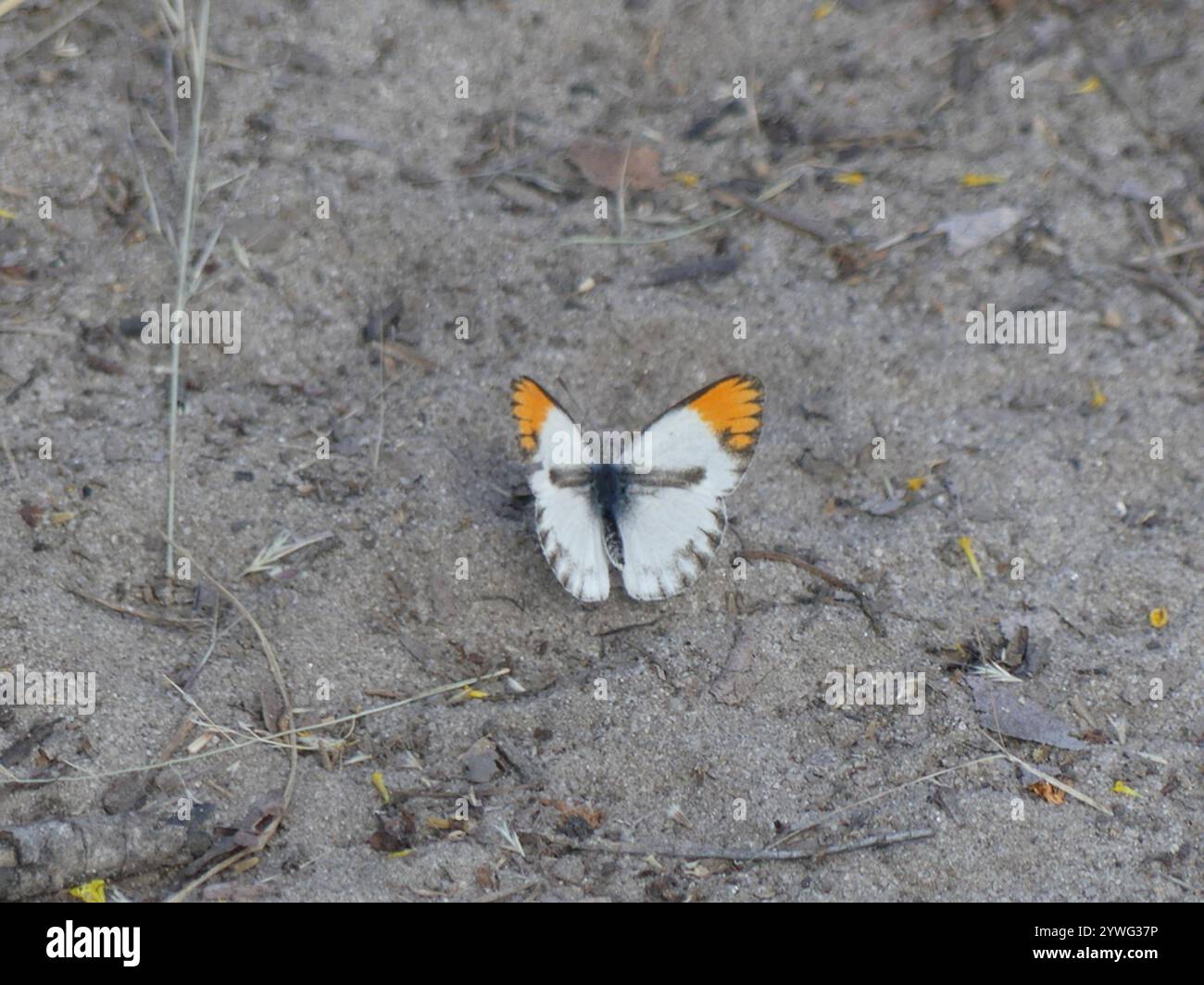 Desert Orange Tip (Colotis evagore Stock Photo - Alamy
