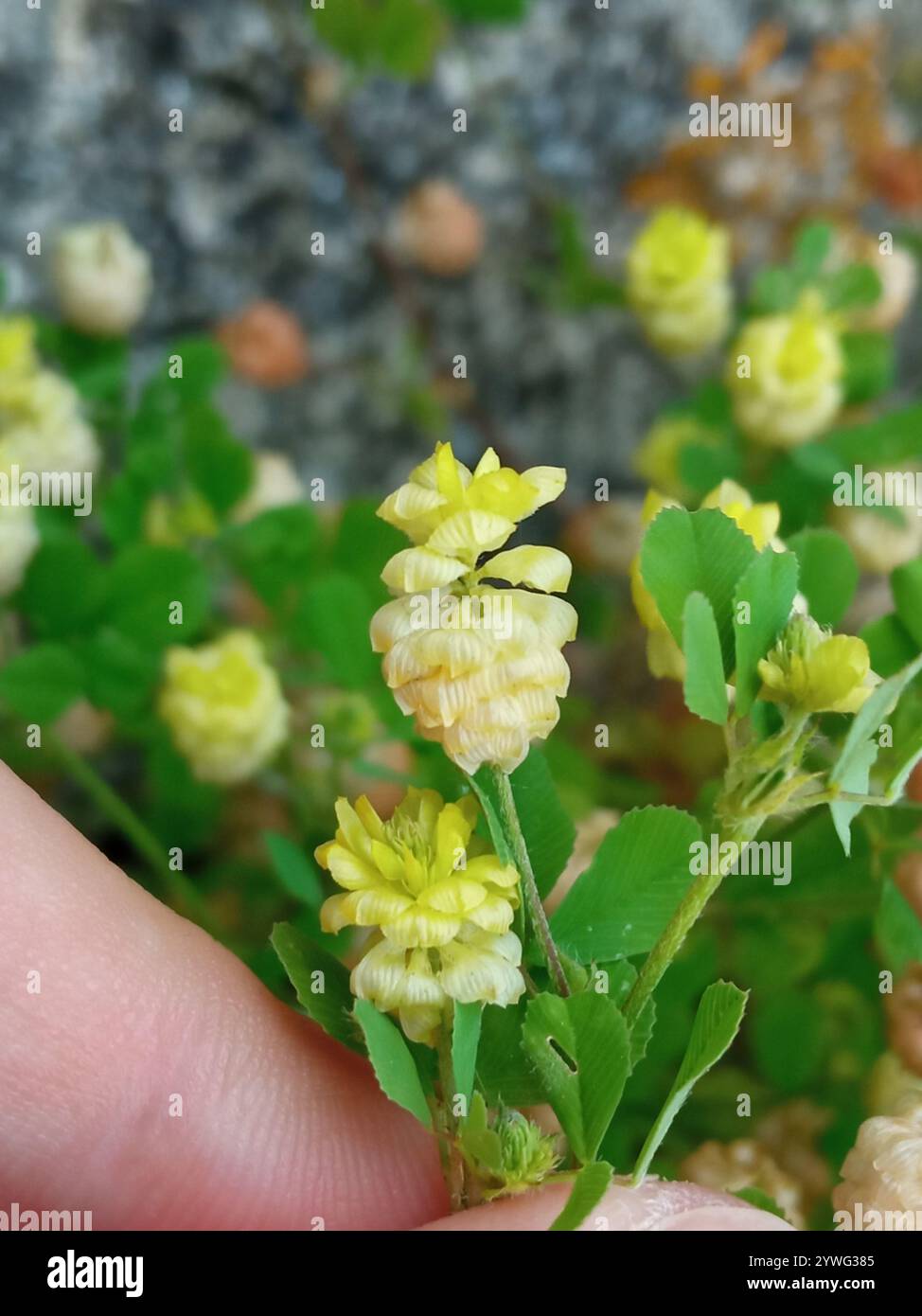 hop trefoil (Trifolium campestre Stock Photo - Alamy