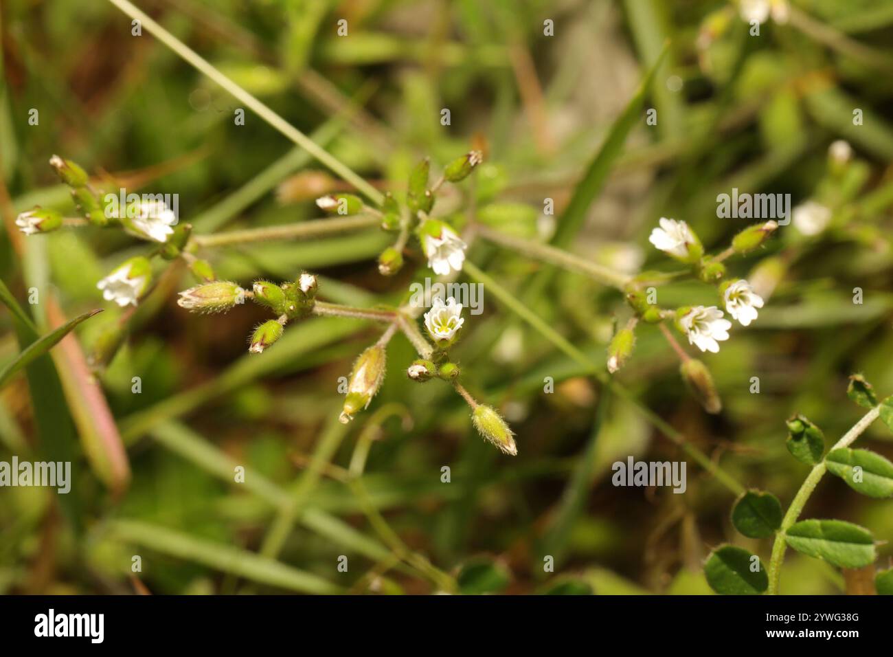 Common mouse-ear chickweed (Cerastium fontanum Stock Photo - Alamy