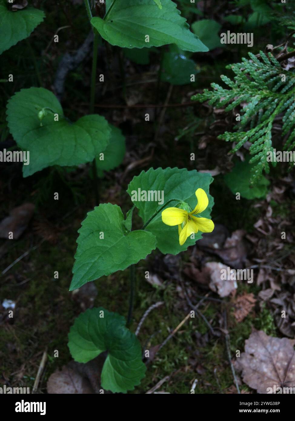 Smooth Yellow Violet (Viola eriocarpa Stock Photo - Alamy