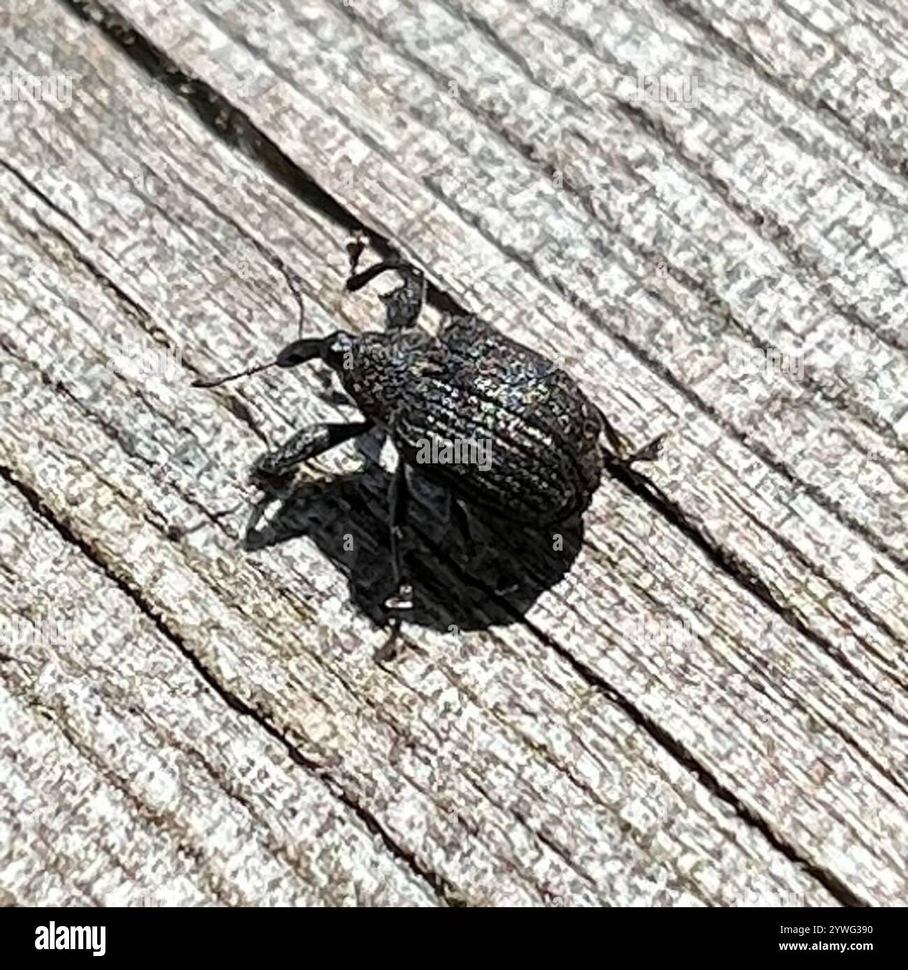 Yellow Poplar Weevil (Odontopus calceatus Stock Photo - Alamy