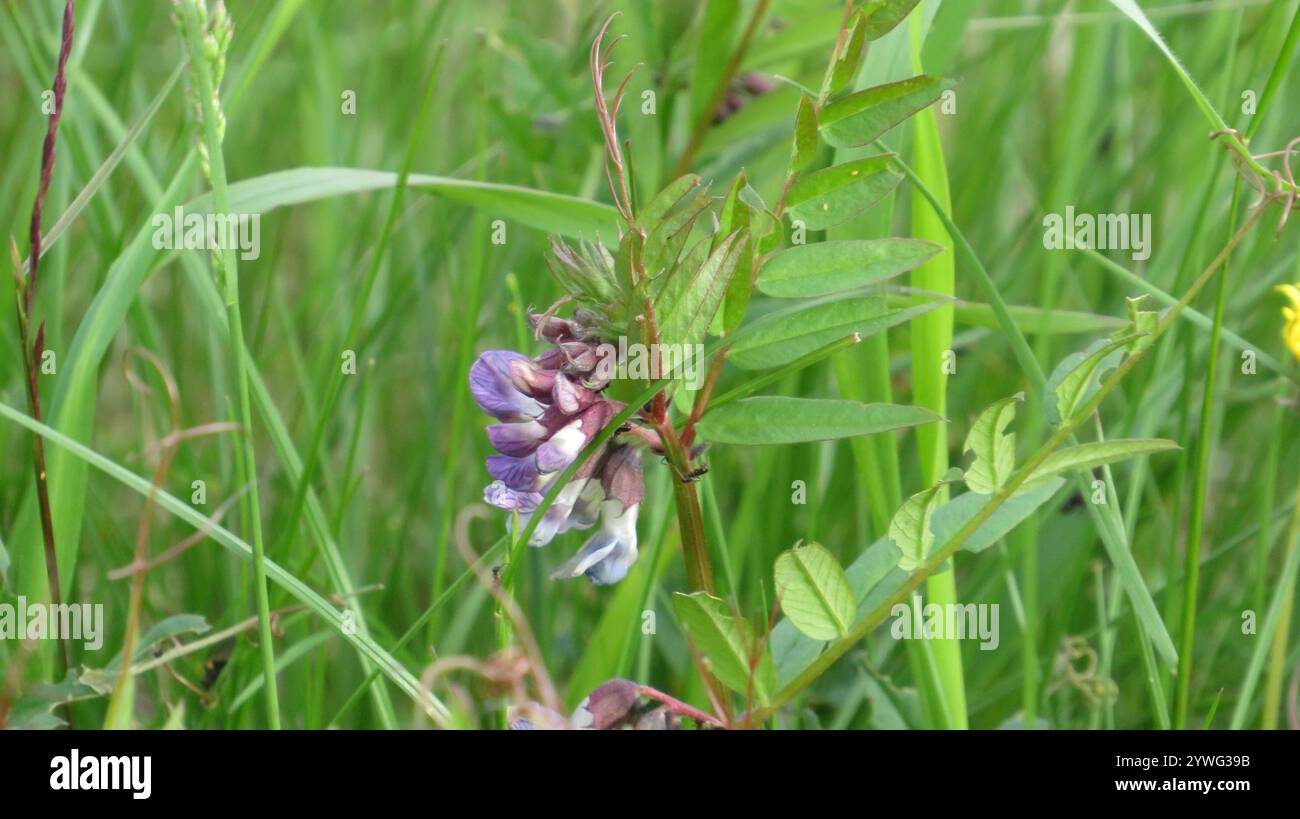 Bush Vetch (Vicia sepium Stock Photo - Alamy