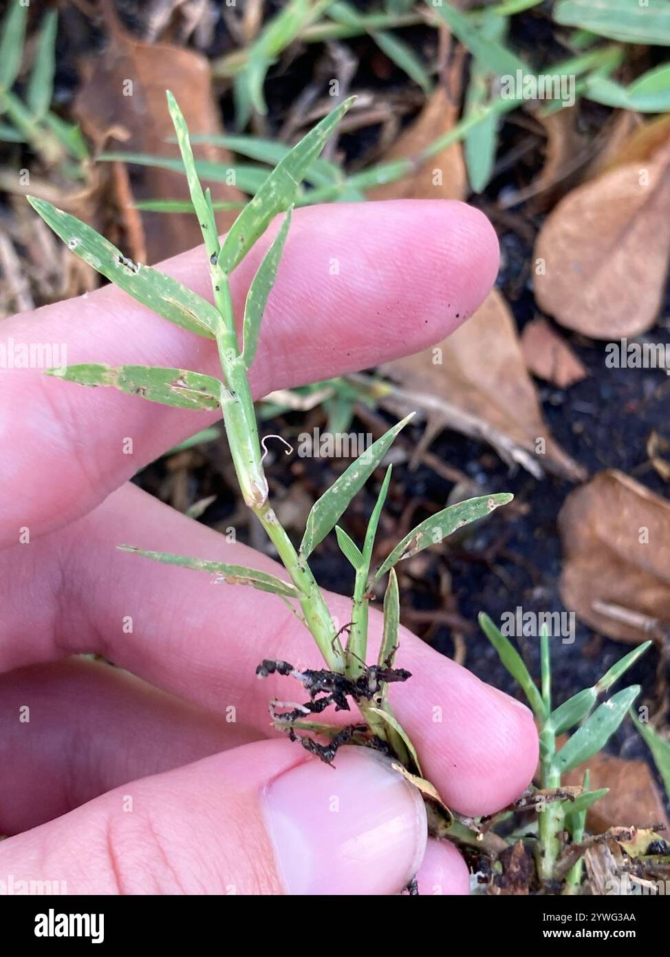 grasses, sedges, cattails, and allies (Poales Stock Photo - Alamy