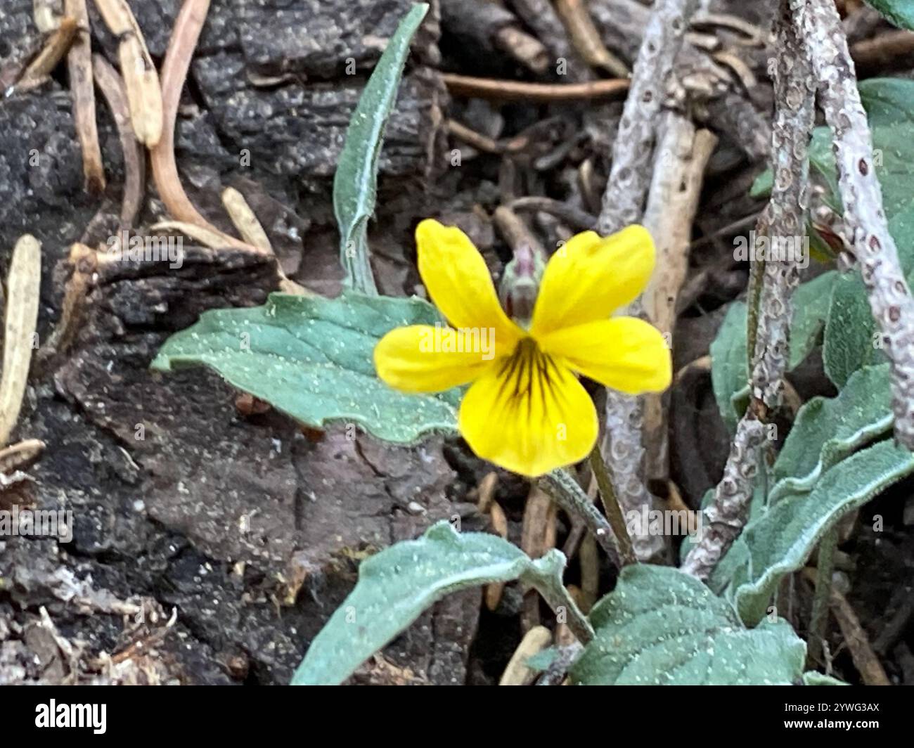 Viola pinetorum hi-res stock photography and images - Alamy