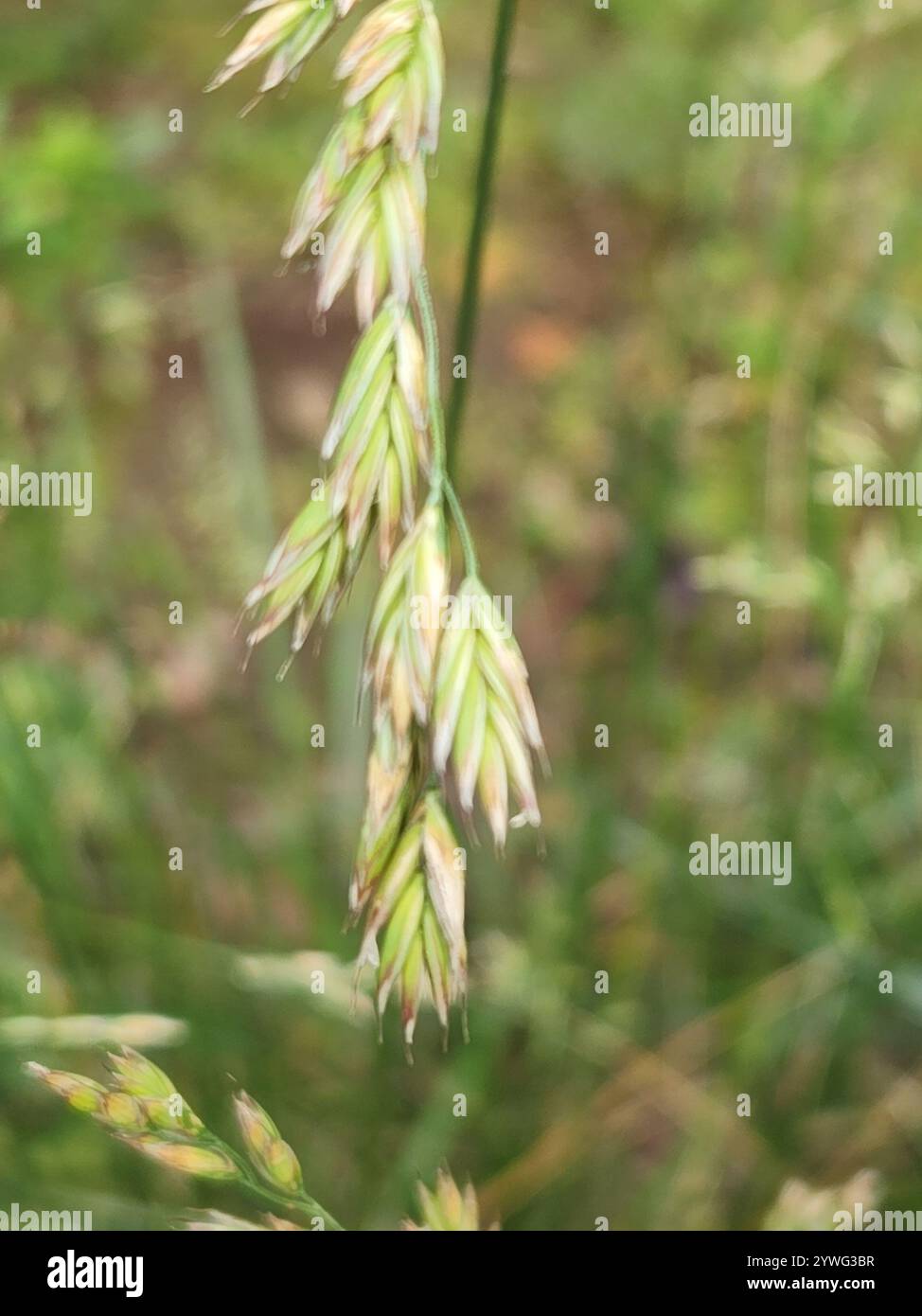 tall fescue (Lolium arundinaceum Stock Photo - Alamy