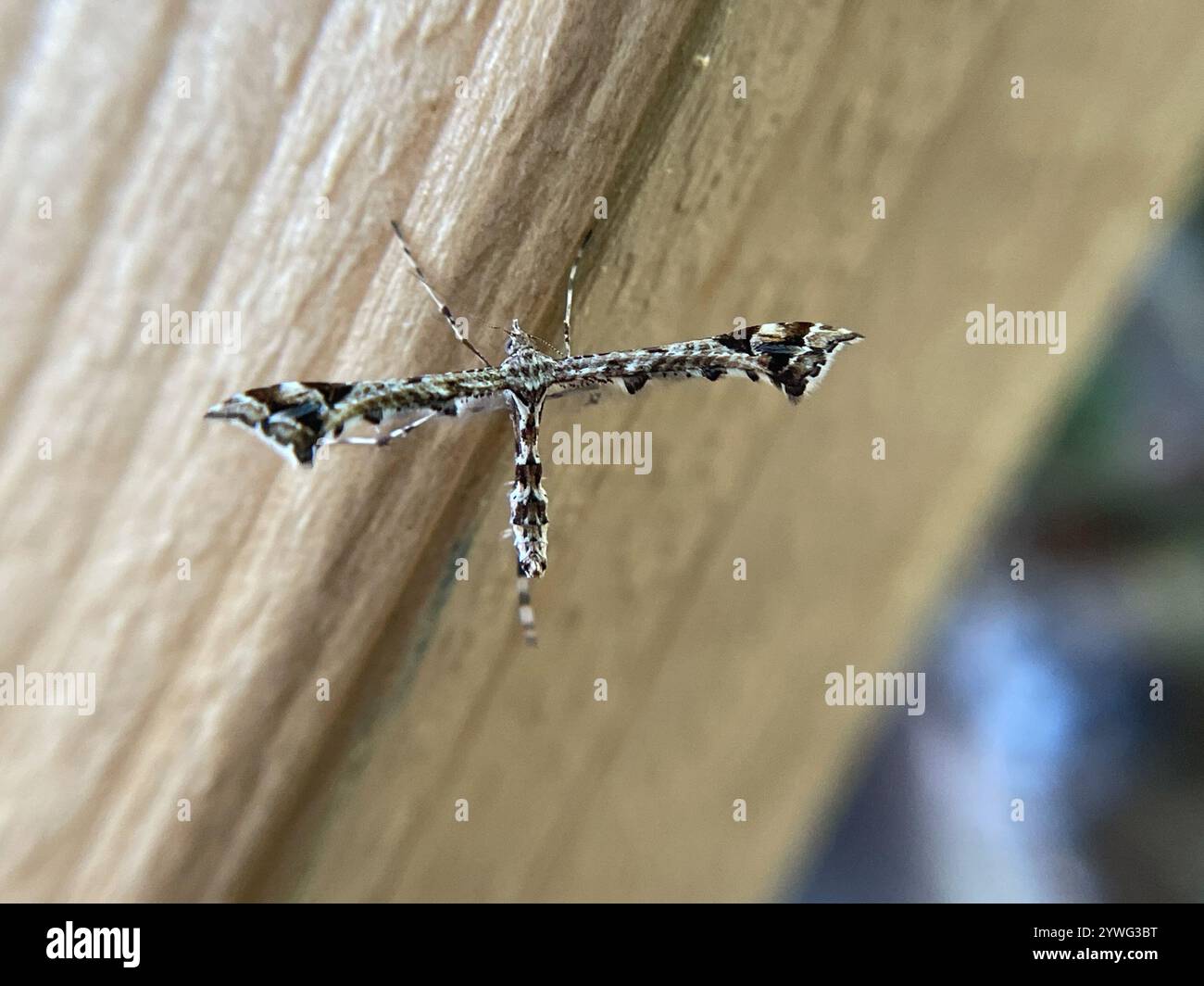 Geranium plume moth hi-res stock photography and images - Alamy