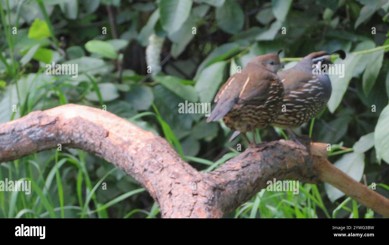 California Quail (Callipepla californica Stock Photo - Alamy