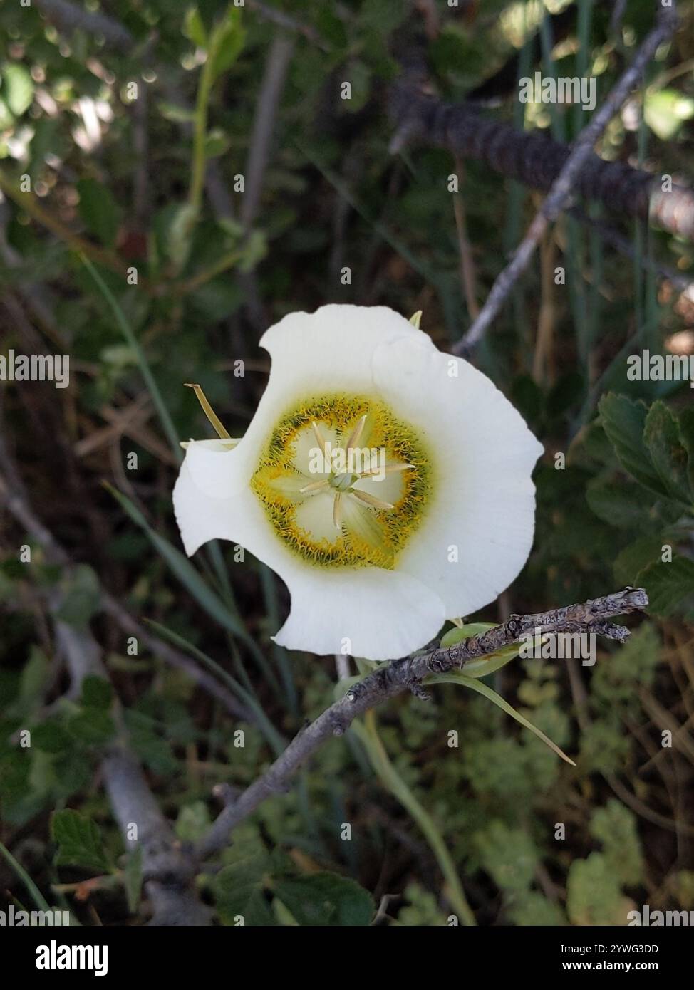Gunnison's Mariposa Lily (Calochortus gunnisonii Stock Photo - Alamy
