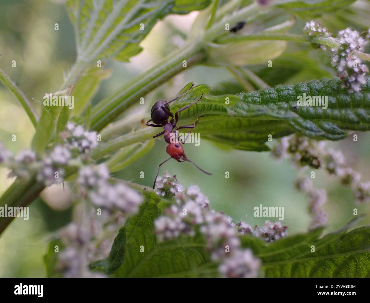 integra-group Field and Mound Ants (Formica integra Stock Photo - Alamy