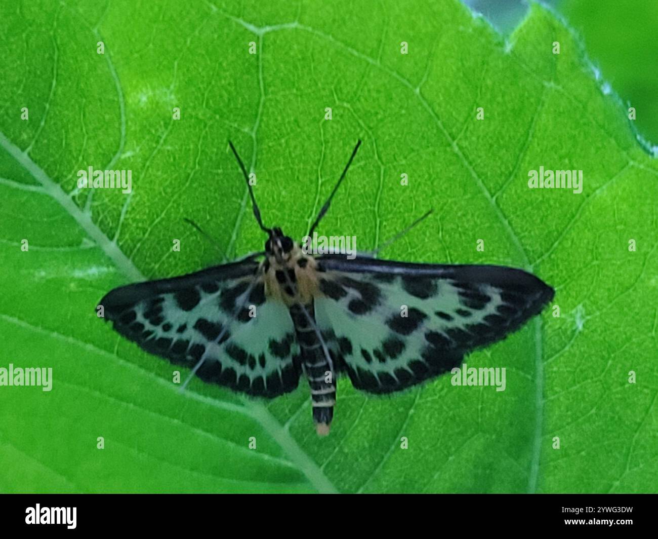 Small Magpie (Anania hortulata Stock Photo - Alamy