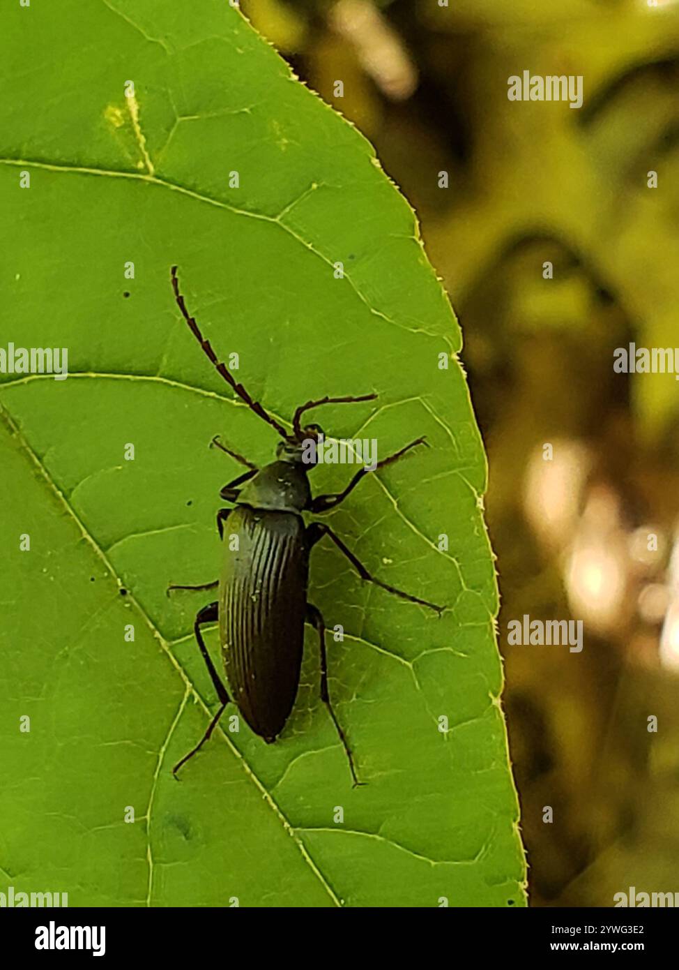 Comb-clawed Darkling Beetles (Alleculinae Stock Photo - Alamy