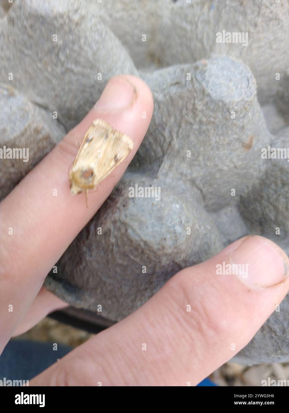 The Bordered Straw (Heliothis peltigera Stock Photo - Alamy