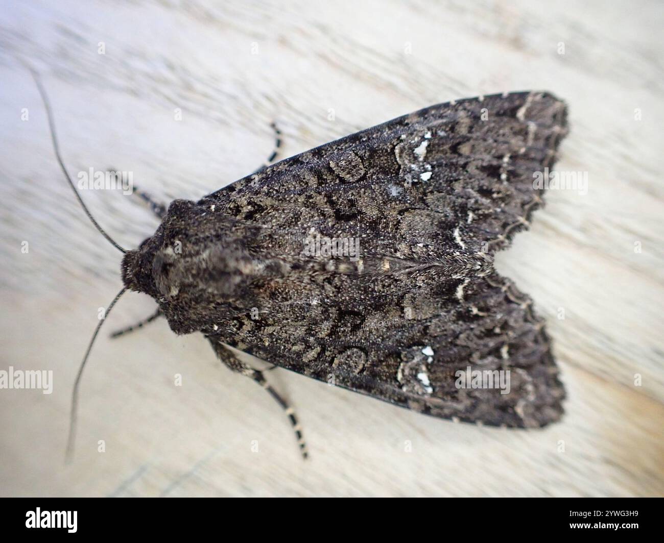 Cabbage Moth (Mamestra brassicae Stock Photo - Alamy