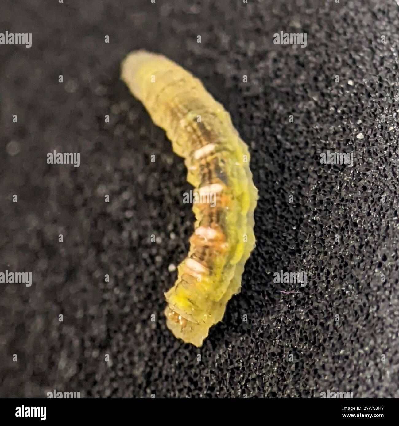 Short-tailed Aphideater (Eupeodes pomus Stock Photo - Alamy