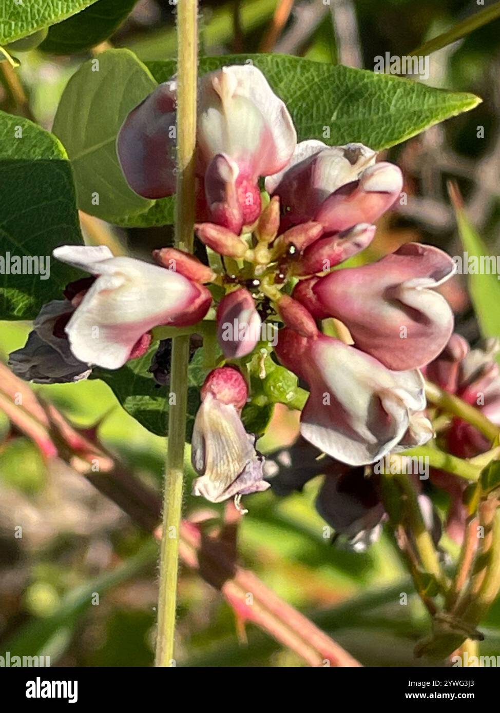 American groundnut (Apios americana Stock Photo - Alamy