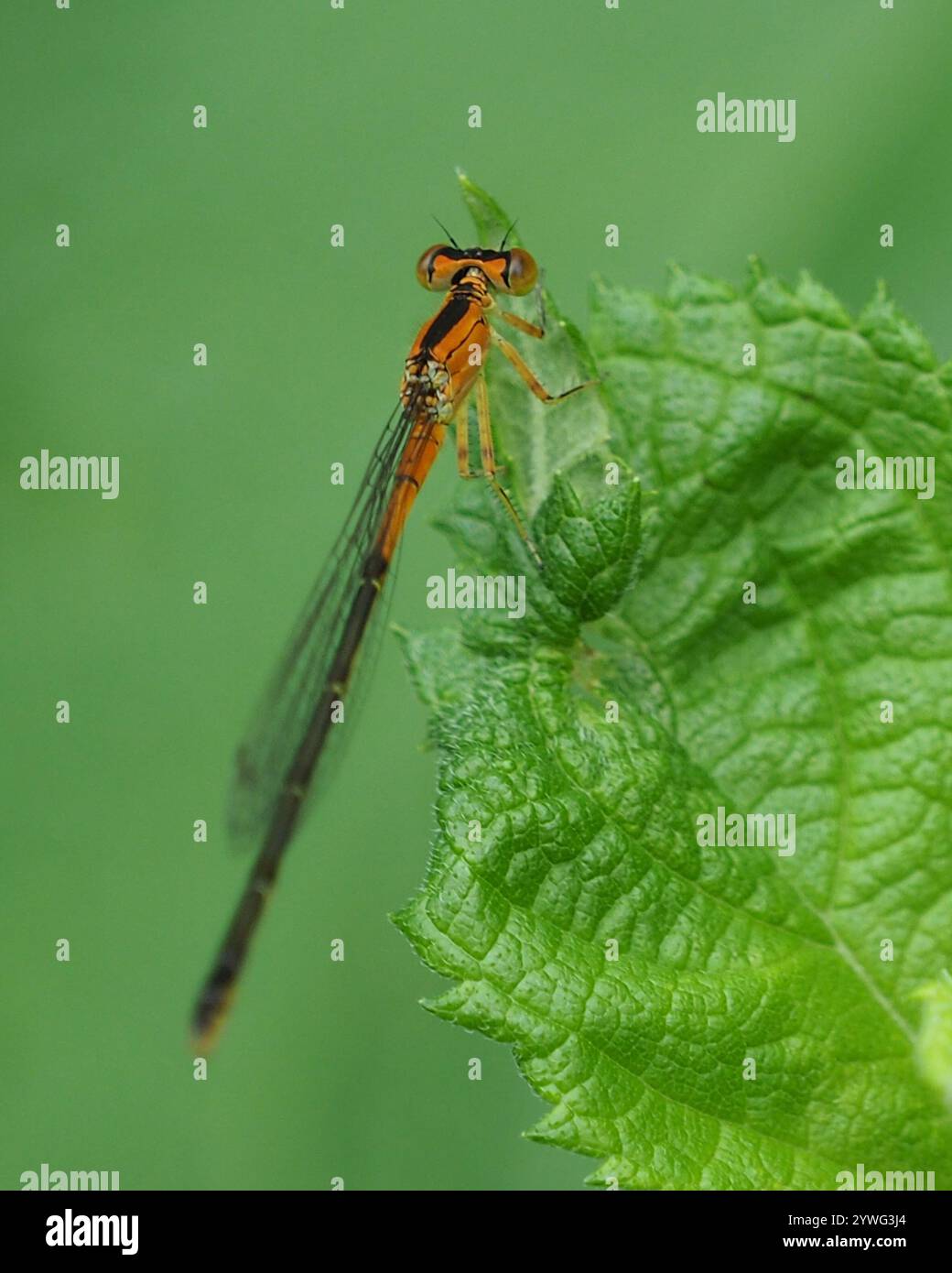 Eastern Forktail (Ischnura verticalis Stock Photo - Alamy