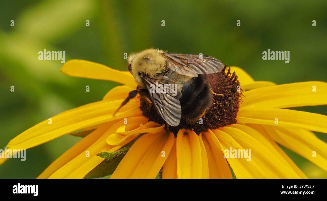 Perplexing Bumble Bee (Bombus perplexus Stock Photo - Alamy