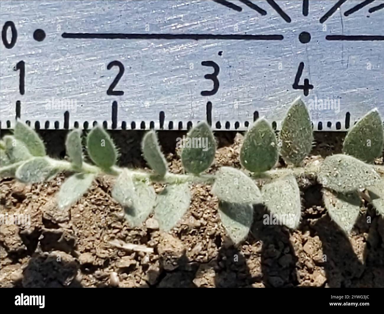 Alkali Weed (Cressa truxillensis Stock Photo - Alamy