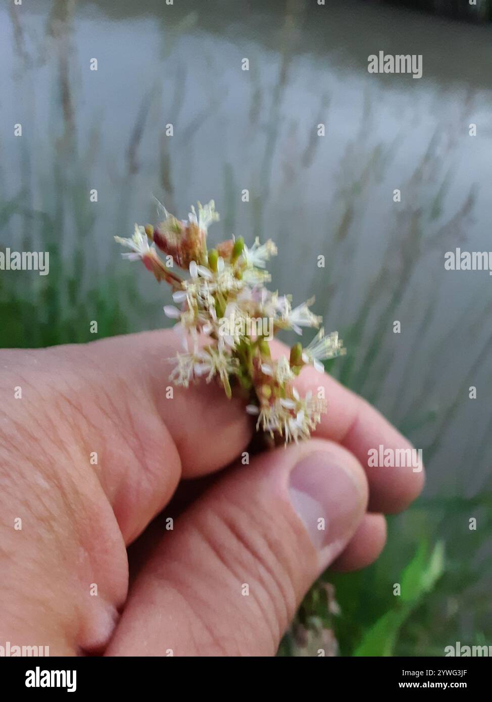 velvetweed (Oenothera curtiflora Stock Photo - Alamy
