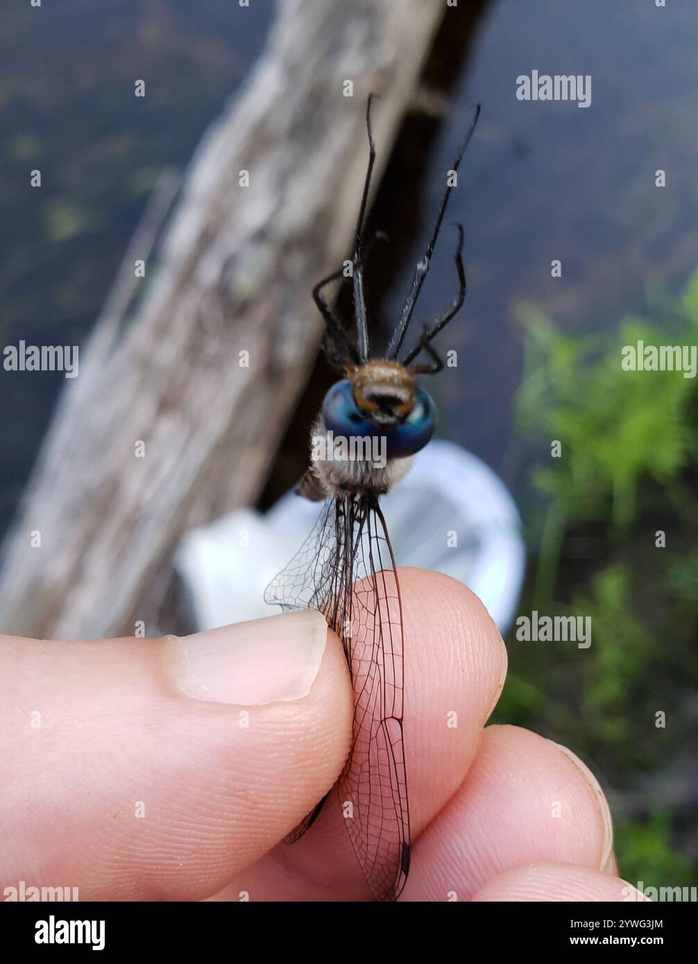 Spiny Baskettail (Epitheca spinigera Stock Photo - Alamy