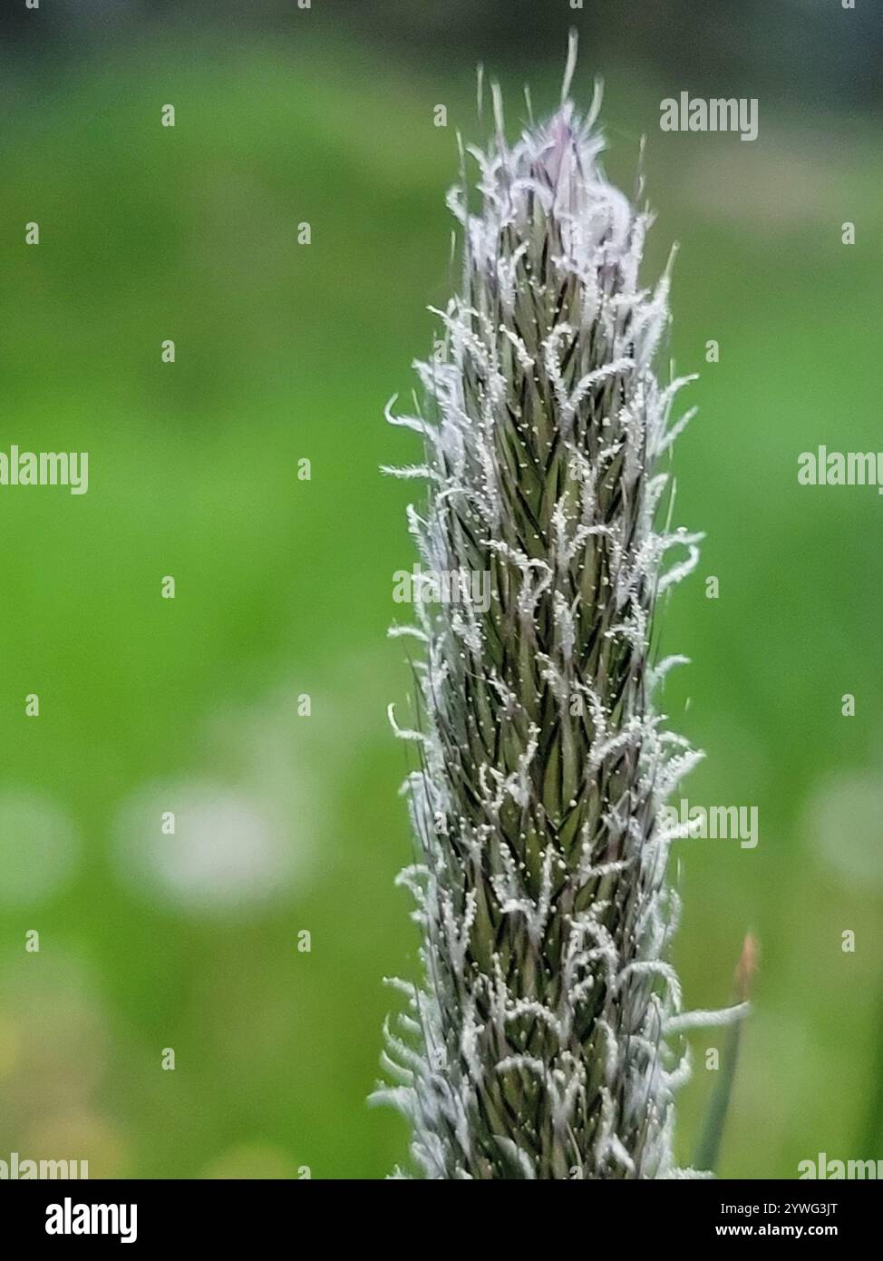 short-awn foxtail (Alopecurus aequalis Stock Photo - Alamy