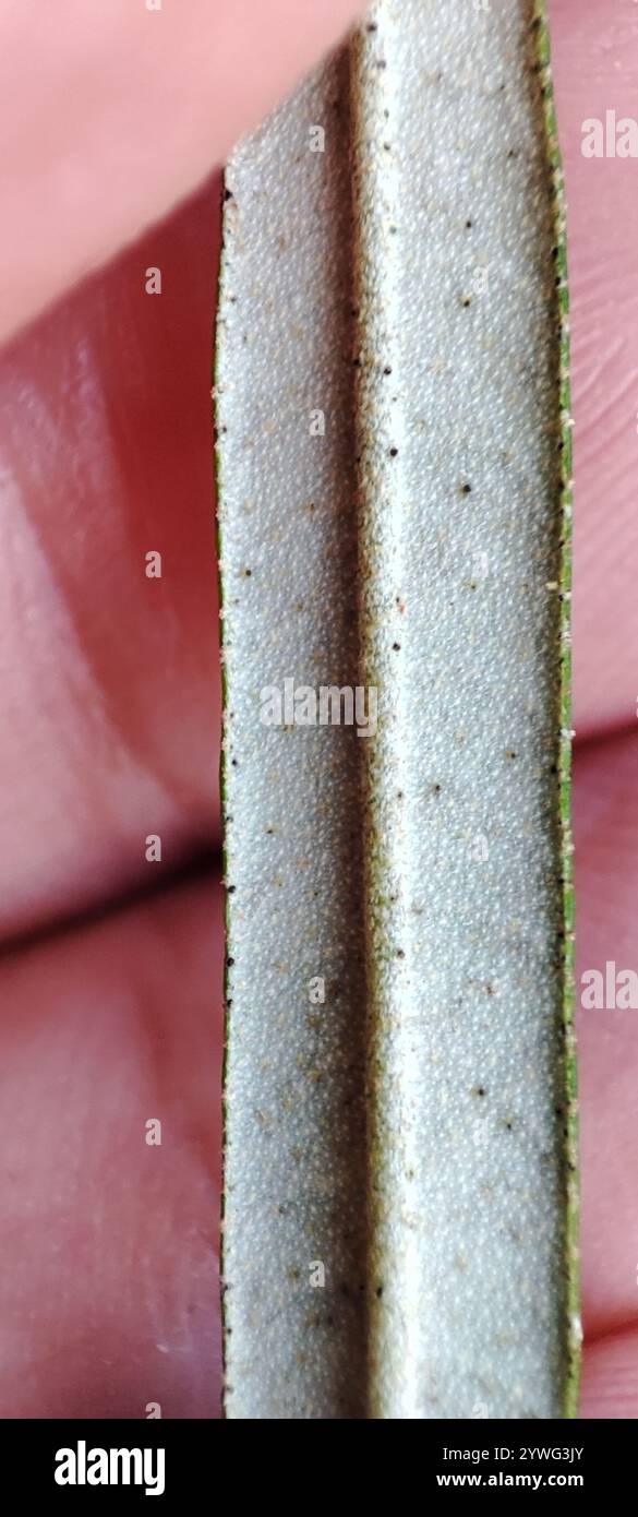 pineland croton (Croton linearis Stock Photo - Alamy