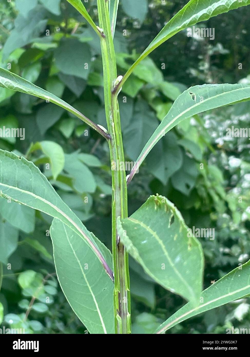Wingstem (Verbesina alternifolia Stock Photo - Alamy