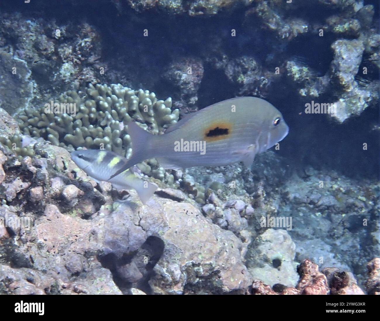 Thumbprint Emperor (Lethrinus harak Stock Photo - Alamy