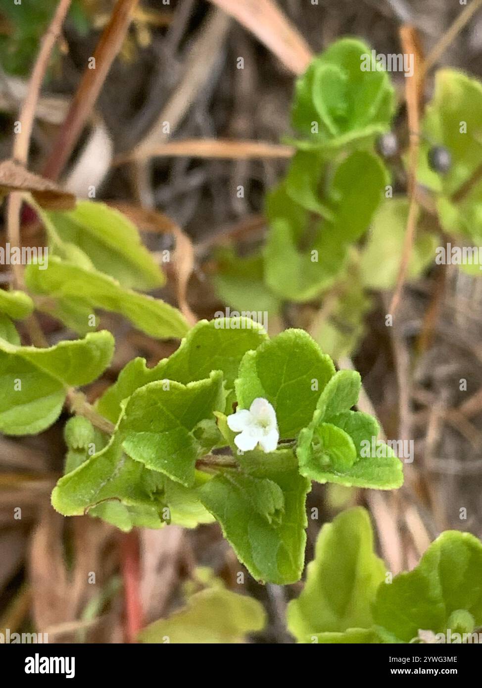 yerba buena (Clinopodium douglasii Stock Photo - Alamy
