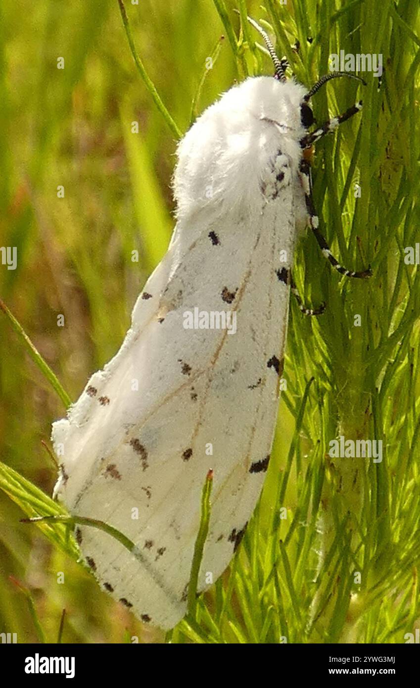 Salt Marsh Moth (Estigmene acrea Stock Photo - Alamy