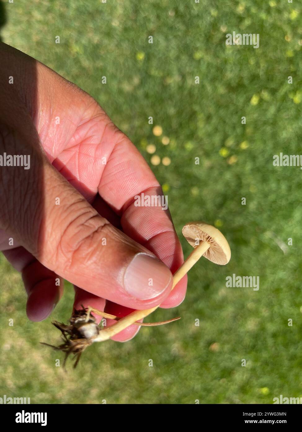 Common Fieldcap (Agrocybe pediades Stock Photo - Alamy