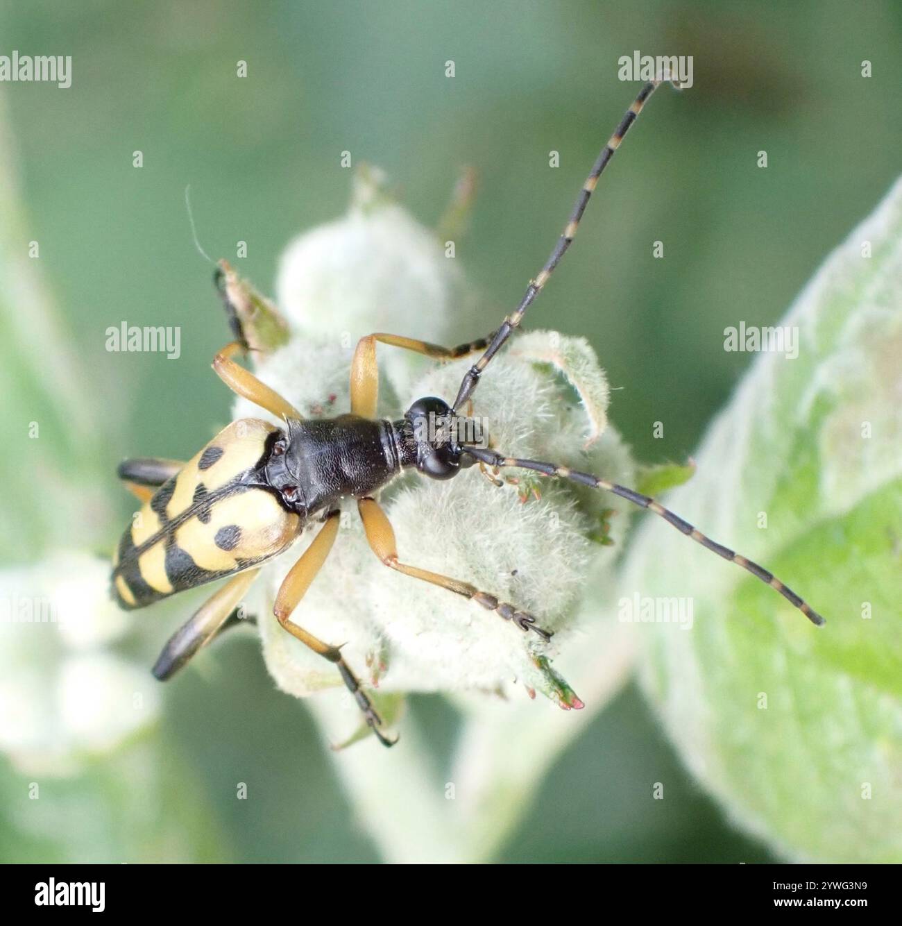 Spotted Longhorn Beetle (Rutpela maculata Stock Photo - Alamy