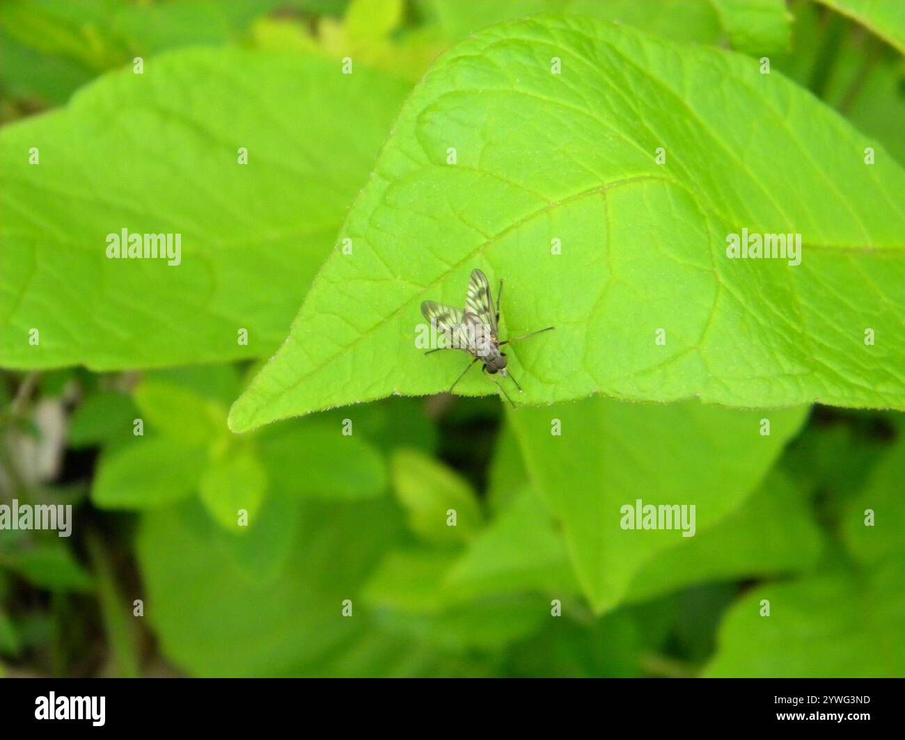 Common Snipe Fly (Rhagio mystaceus Stock Photo - Alamy