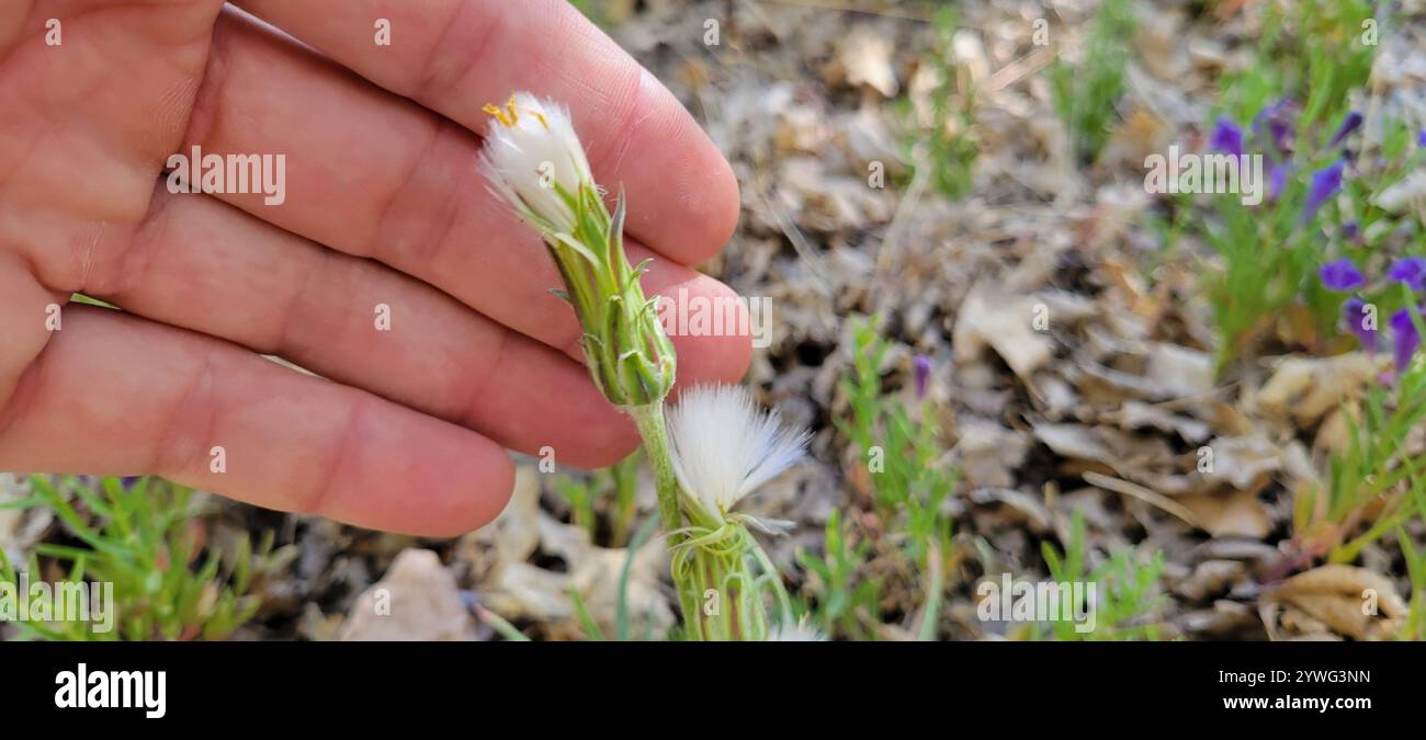 spearleaf agoseris (Agoseris retrorsa Stock Photo - Alamy